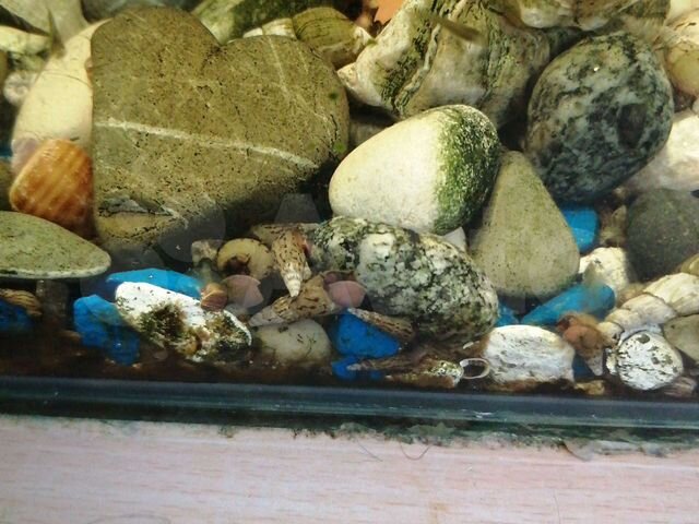 Улитки мелании