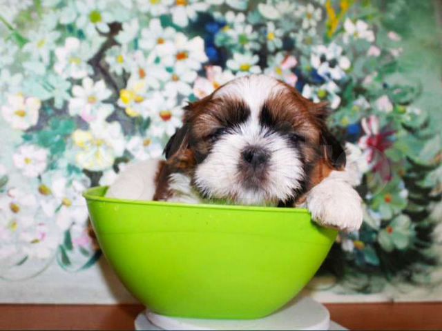 Зайки милашки