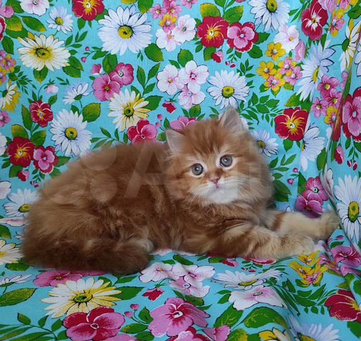 Очаровательная солнечная кошечка