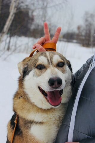 Отдам в хорошие руки, домашний ласковый Цезарь