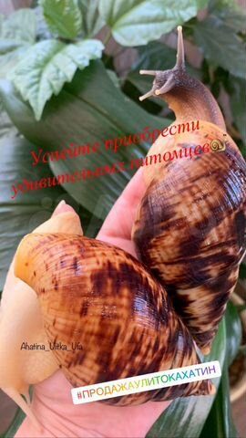 Улитки ахатины ретикулята