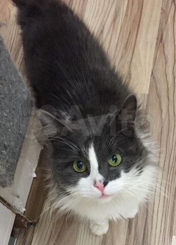 Котик 3-4 года кастрирован привит