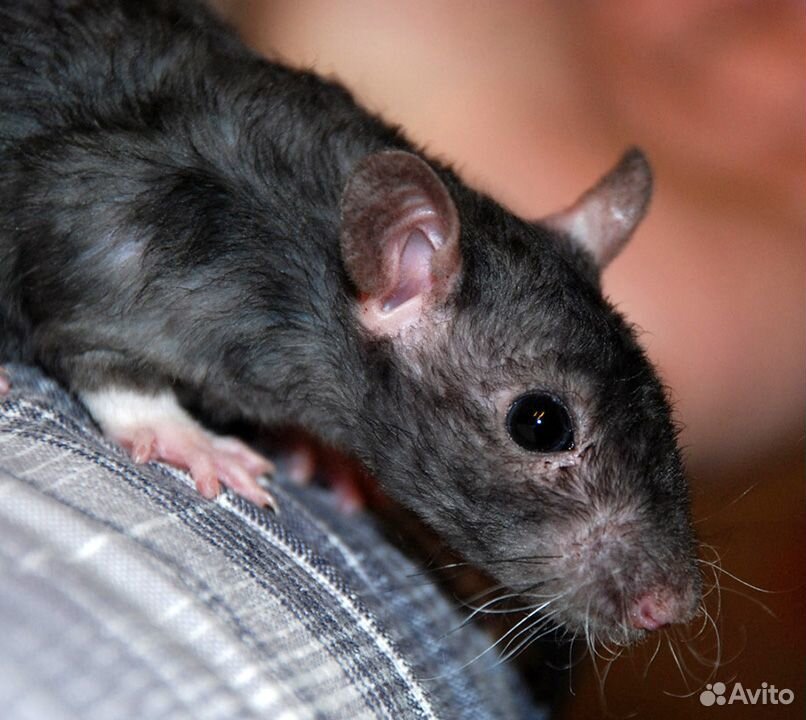 Декоративные крысы
