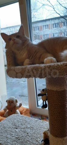 Продам рыжего котенка породы майн-кун 8 месяцев