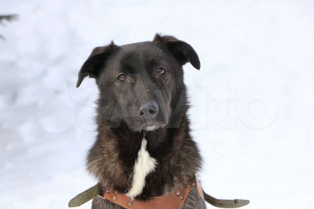 Жасмин в добрые руки