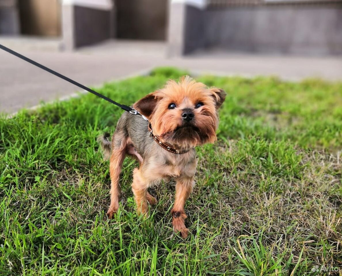 Собака-йорк