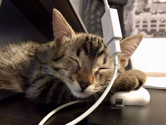 Котенок ищет дом