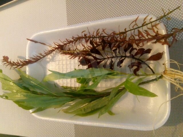 Аквариумные растения