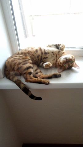 Бенгал приглашает кошечку на вязку