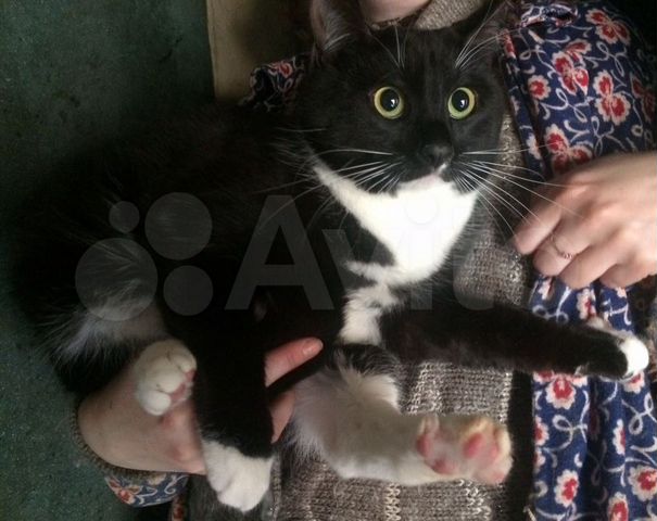 Котик Швейк - роскошный, черно-белый красавчик