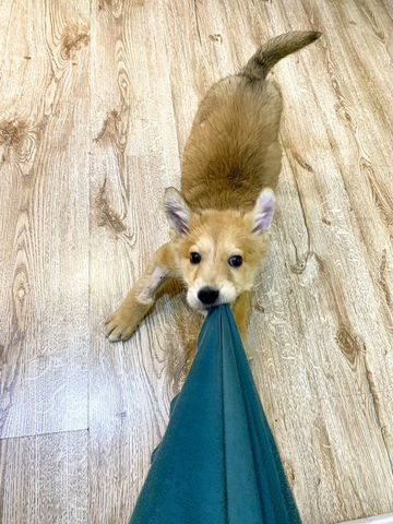 Рыжик в дар 2 мес мальчик щенок бесплатно