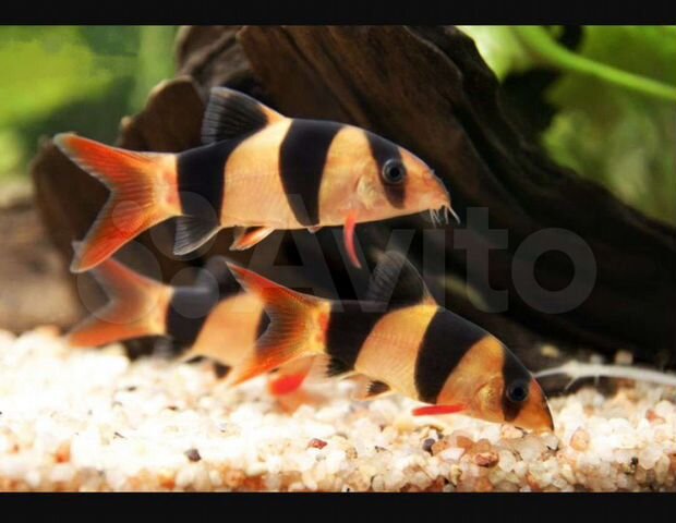 Боции клоуны