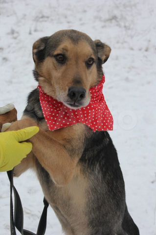 Отдам собаку Стенли в добрые руки, в дар