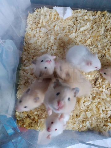 Сирийские хомячки