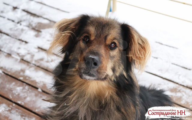 Собака в добрые руки