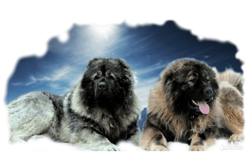 Кавказская овчарка девочка