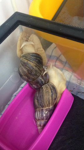 Террариум с улитками ахатина