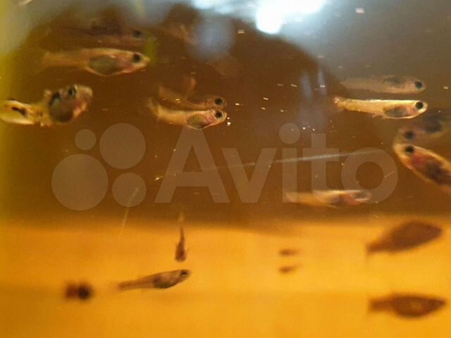 Самки и мальки гуппи