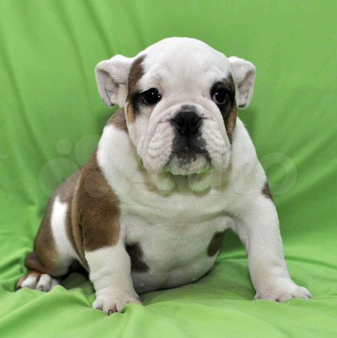 Милая толстушка