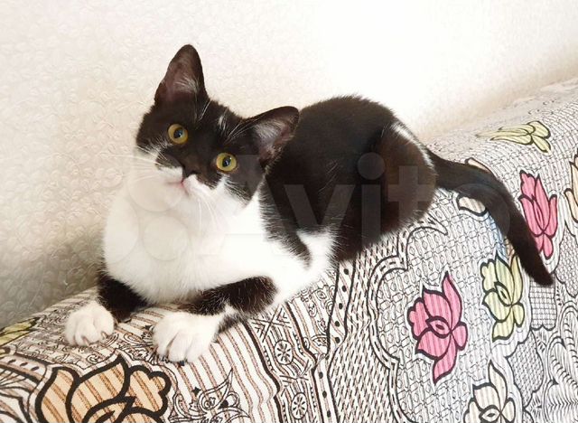Кошка