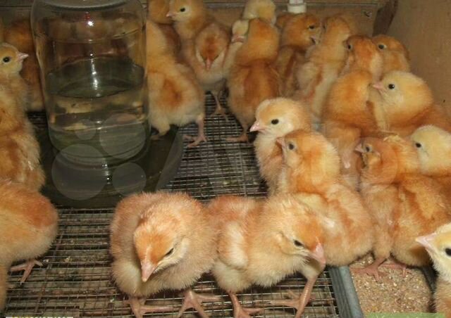 Цыплята, утята