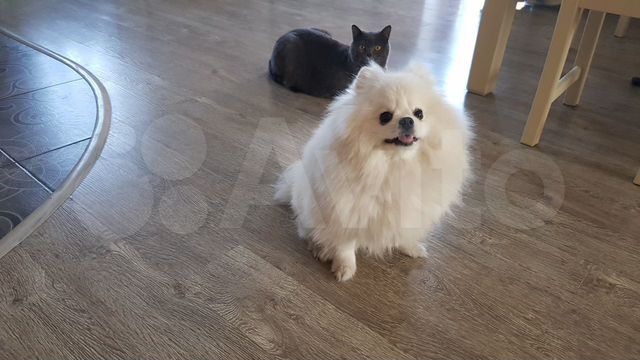 Померанский карликовый шпиц