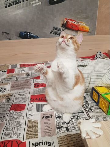 Озорная кошечка Лисичка