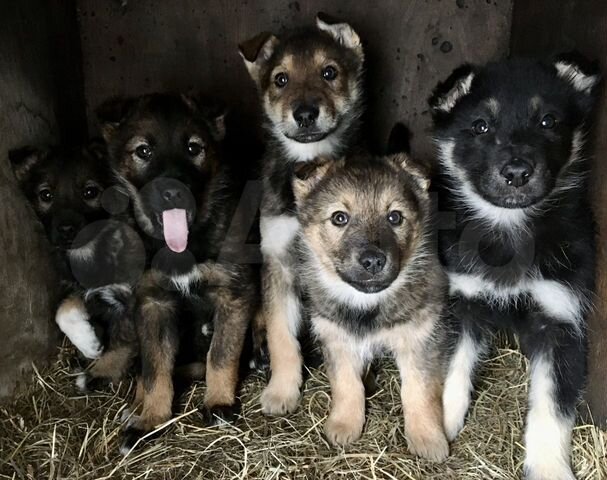 Щенки помесные в частный дом