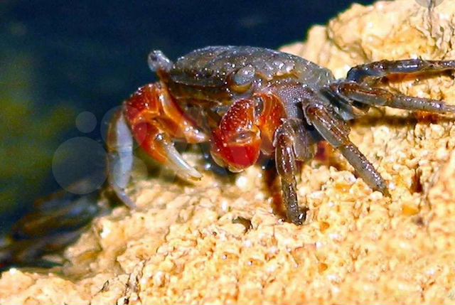Мангровый краб